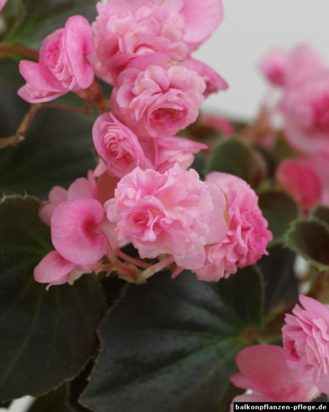 Eisbegonie, Semperflorens-Begonien