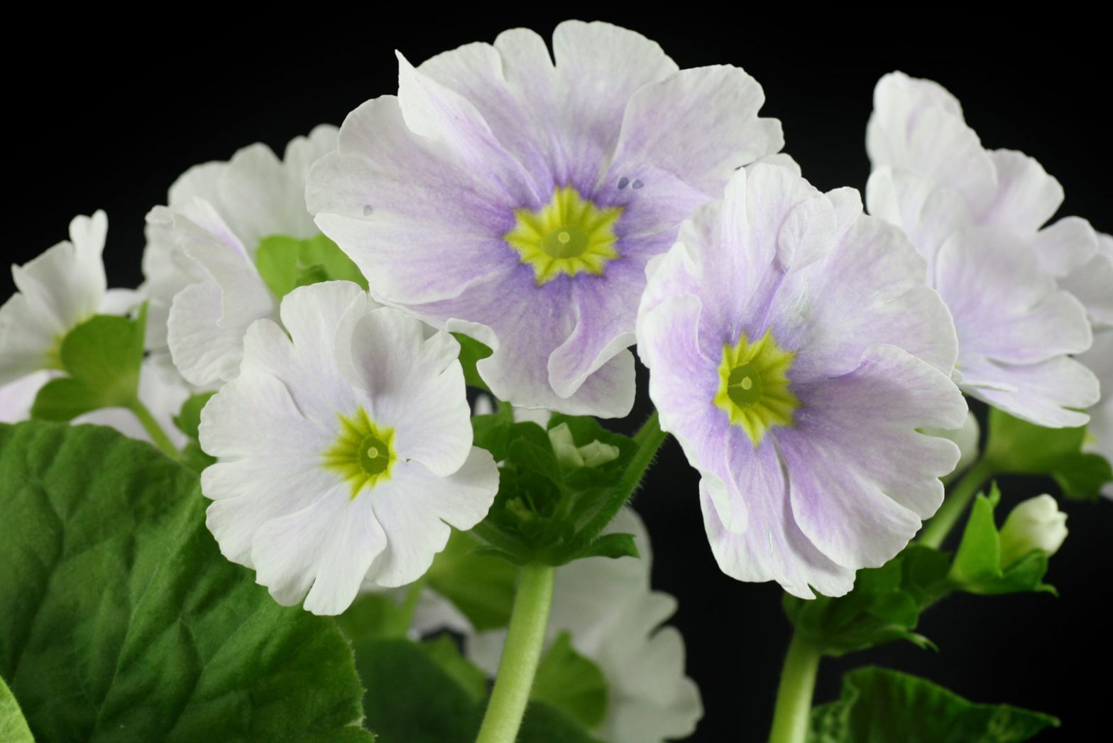 Becherprimel (Primula obconica)