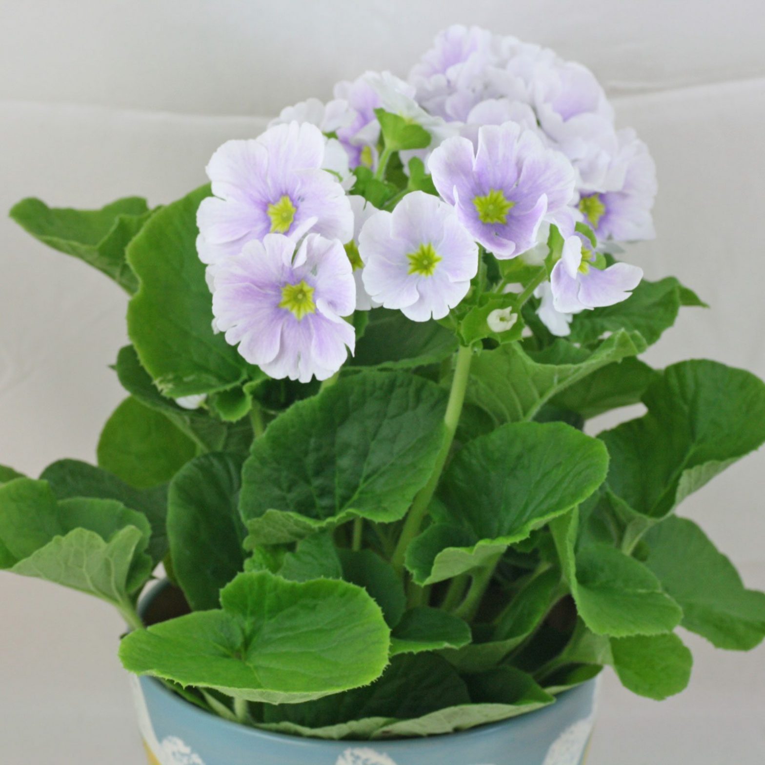 Becherprimel (Primula obconica)