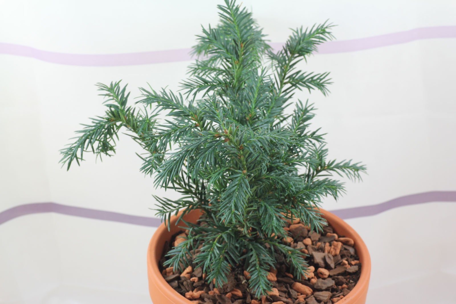Eibe (Taxus baccata)