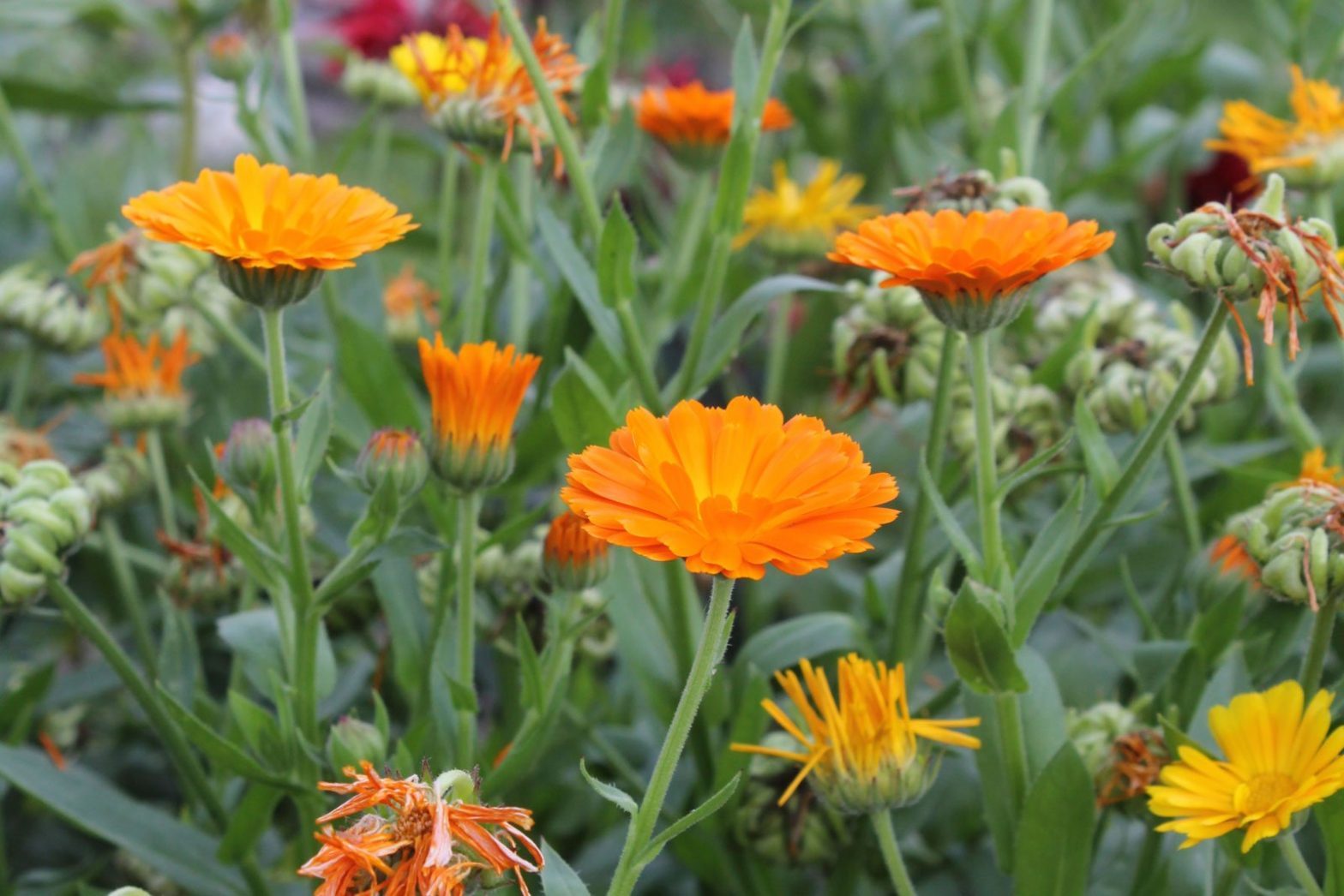 Ringelblume (Calendula officinalis)