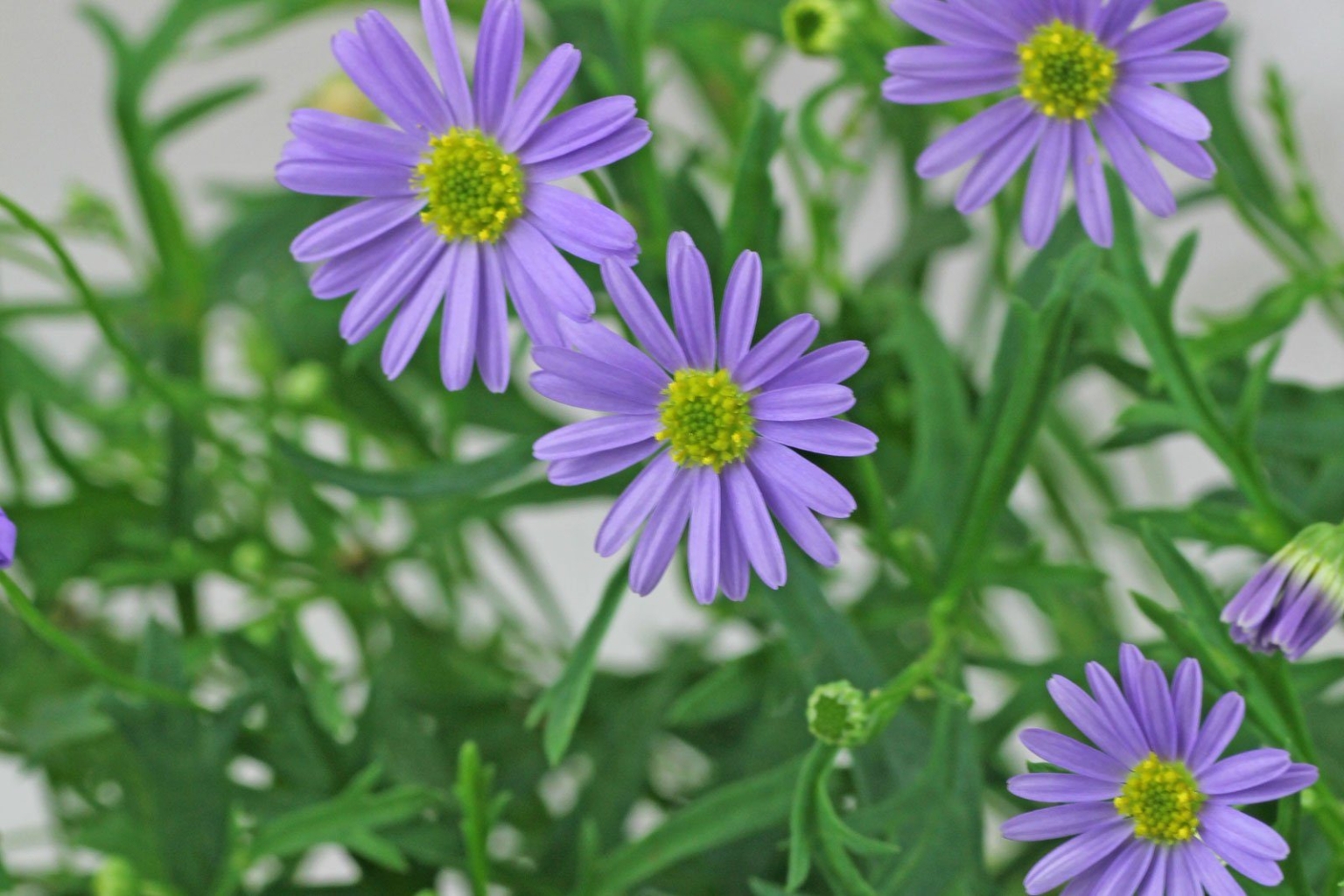 Blaues Gänseblümchen Standort