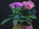 Prärieenzian (Eustoma grandiflorum)