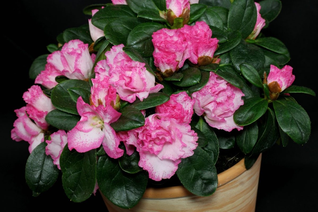 Azalee (Rhododendron simsii)