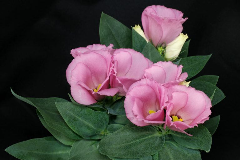 Prärieenzian (Eustoma grandiflorum)