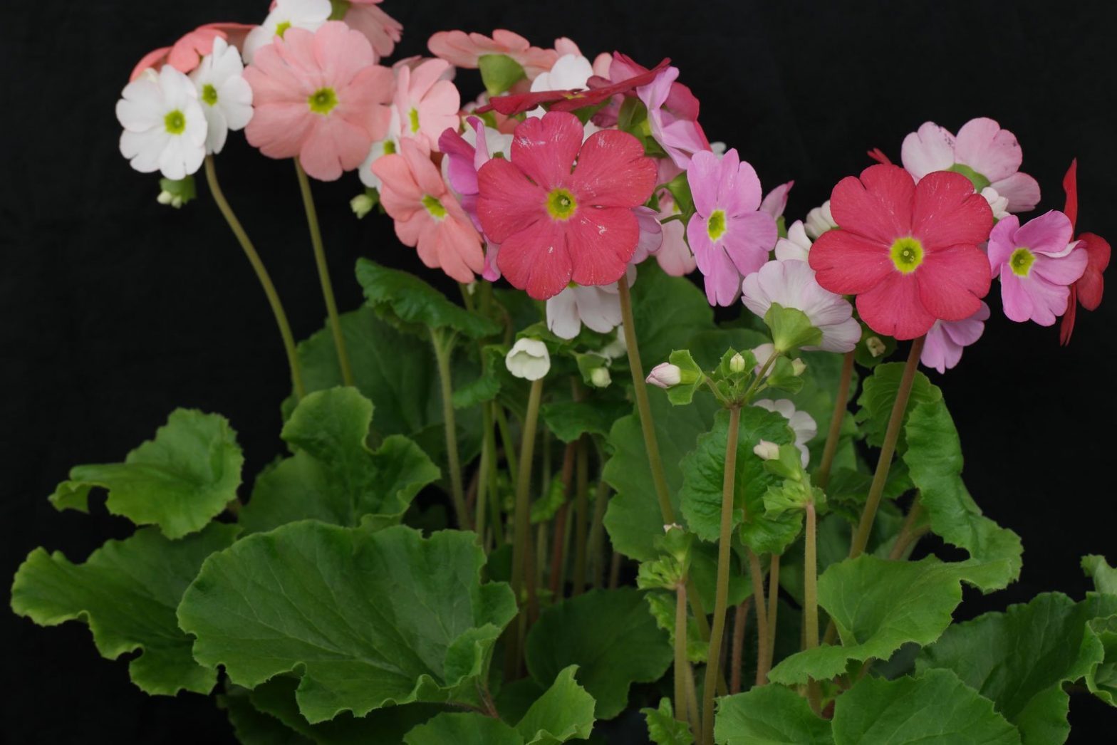 Becherprimel (Primula obconica)