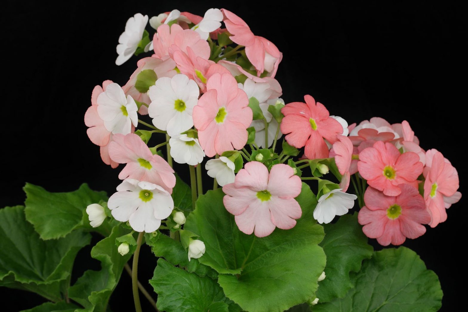 Becherprimel (Primula obconica)