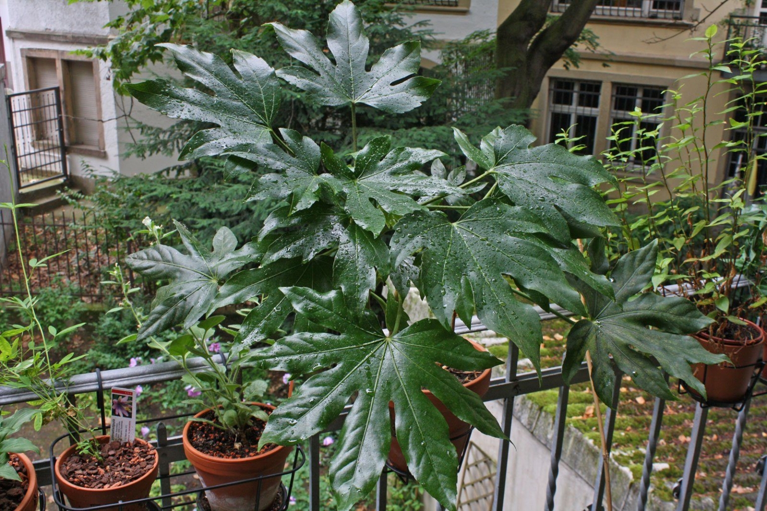Fatsia Japonica Standort