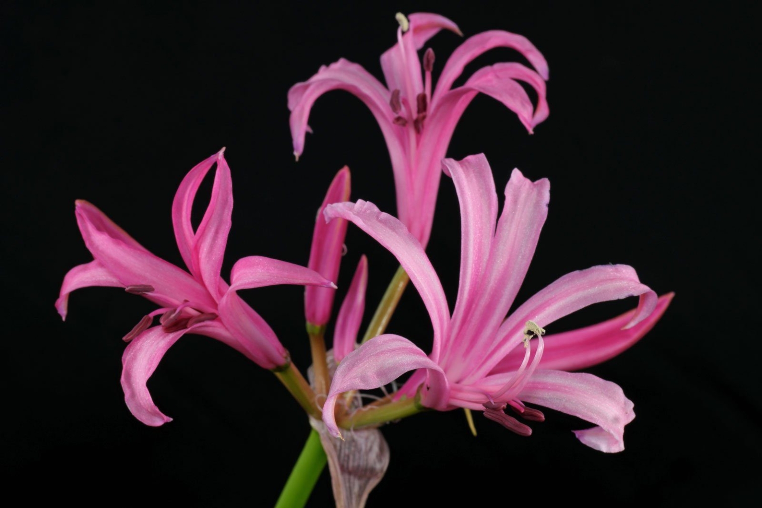 Guernseylilie (Nerine bowdenii)
