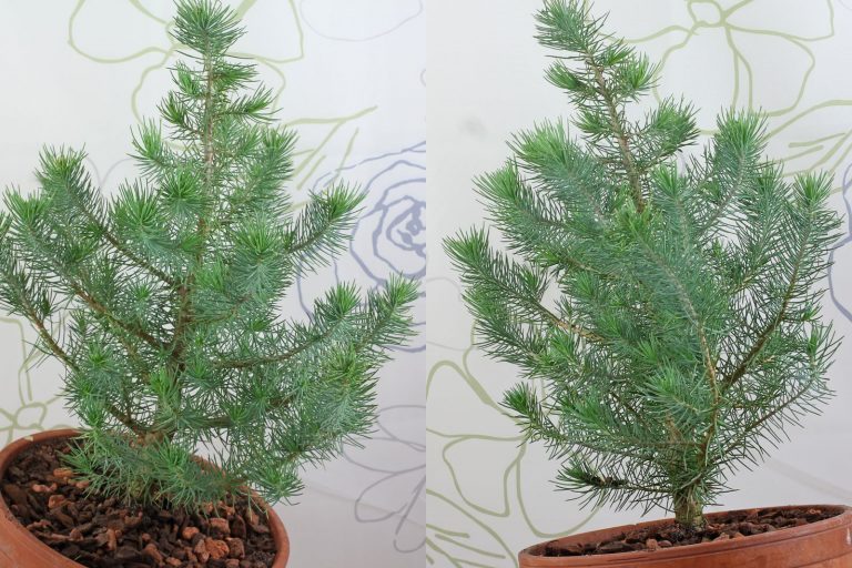 Pinie (Pinus pinea)